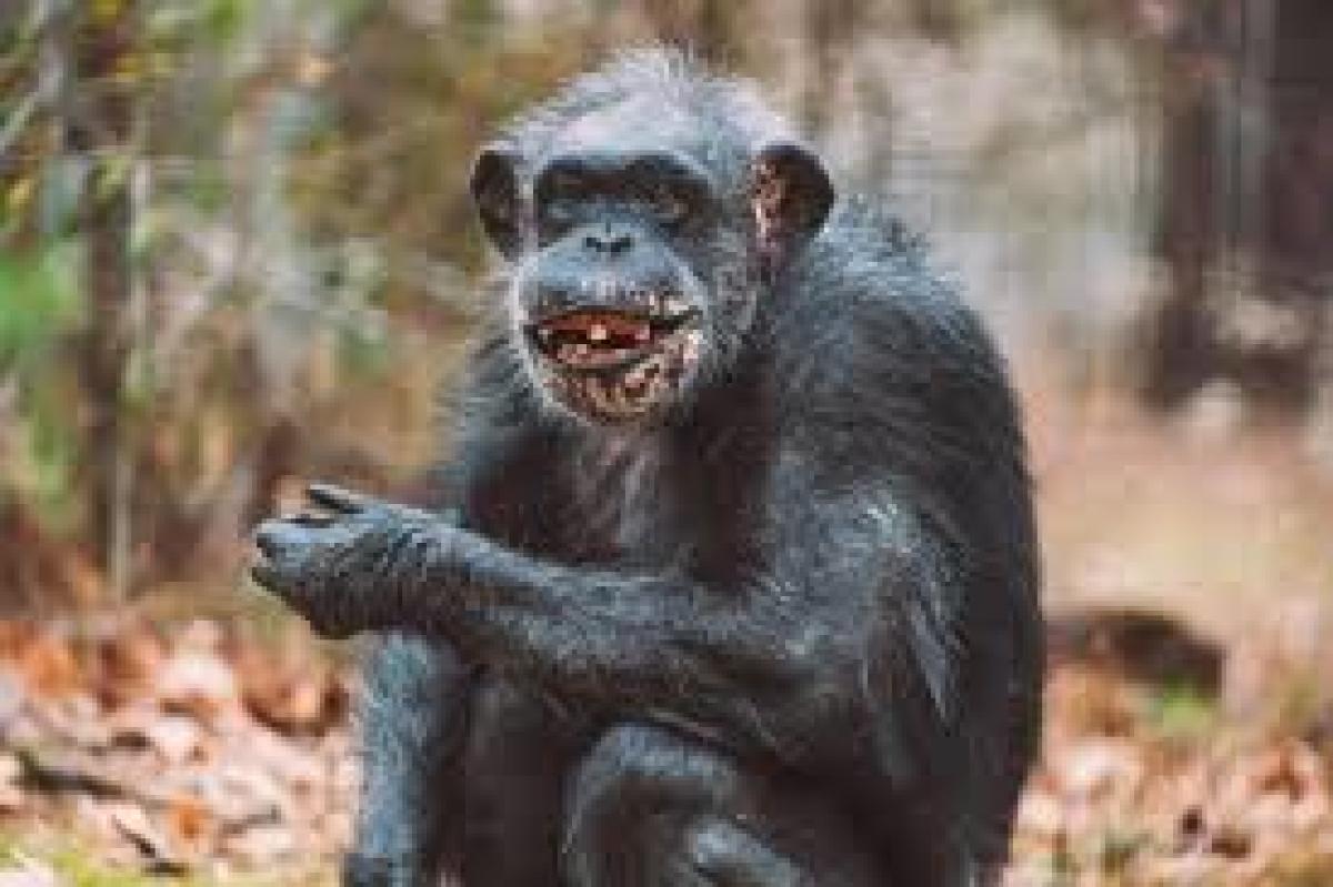 New instagram meme "random chimp event" may actually be happening